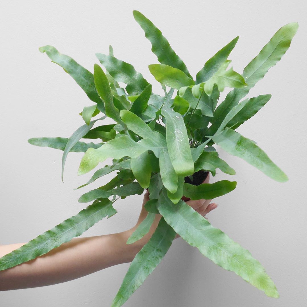 Personalized Blue Rabbit's Foot Fern Care: Water, Light, Nutrients ...