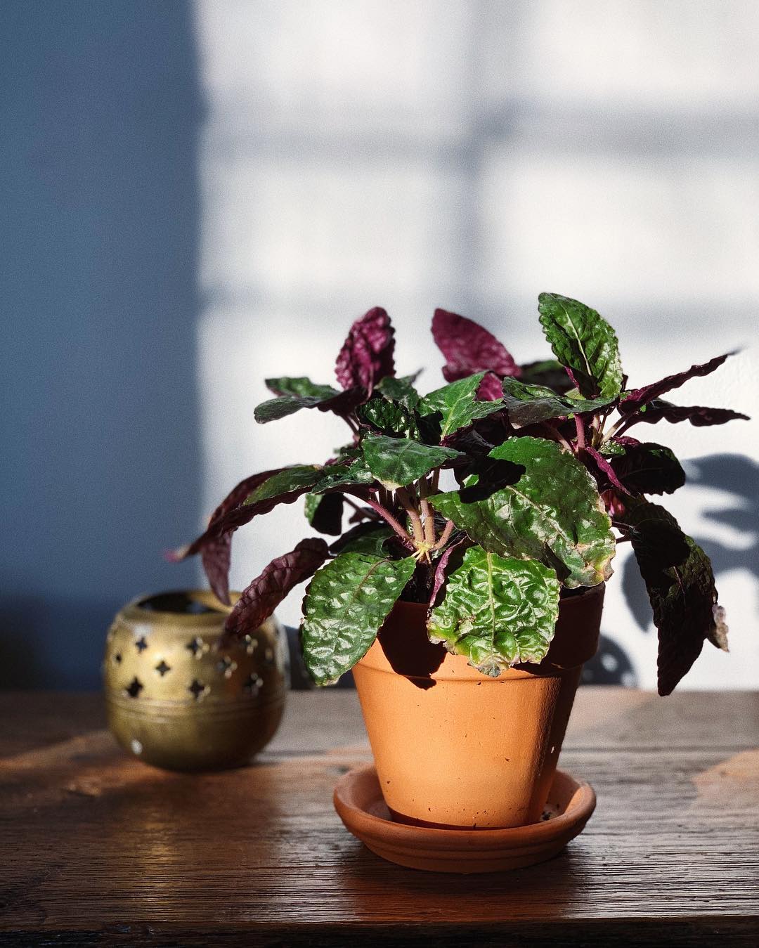 Waffle Plant Plant Care: Water, Light, Nutrients | Greg App 🌱