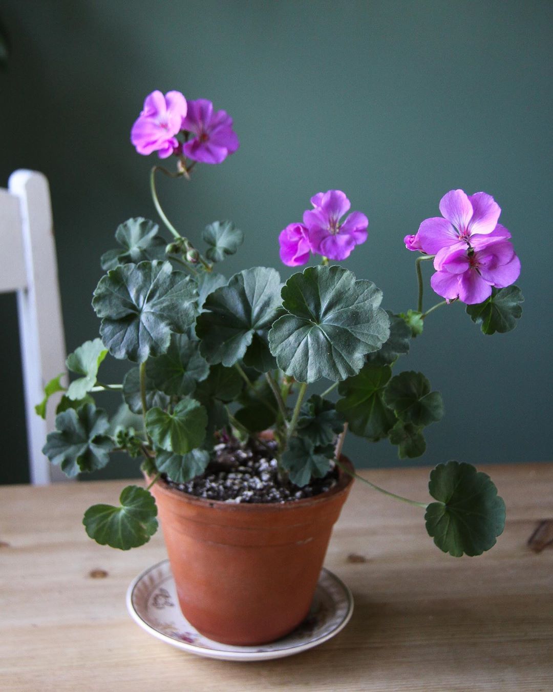 Zonale Geranium Plant Care: Water, Light, Nutrients | Greg App 🌱