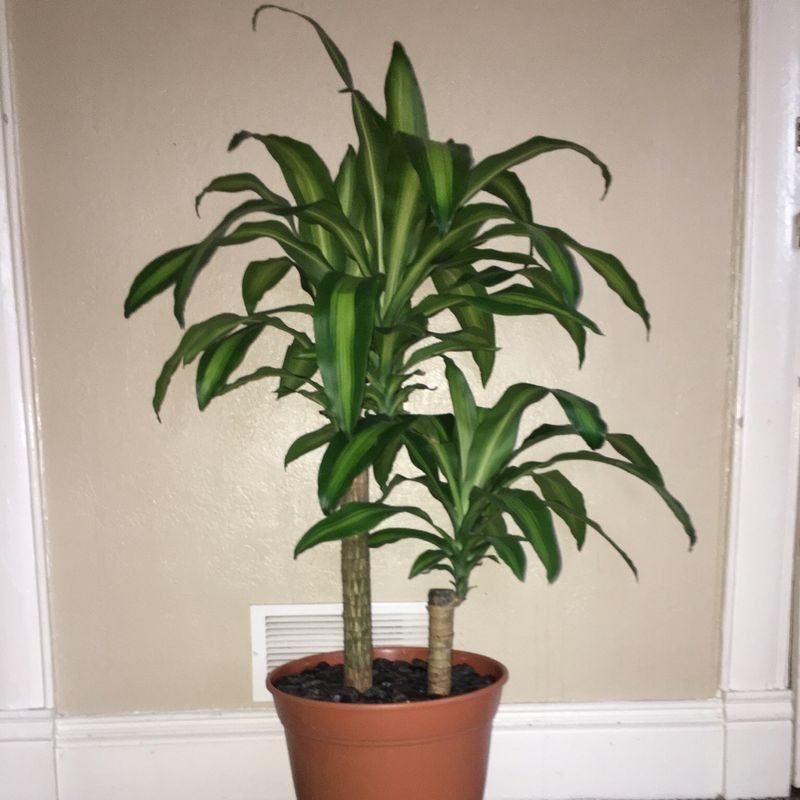 🐉 Why Are My Dragon Tree Leaves Curling?