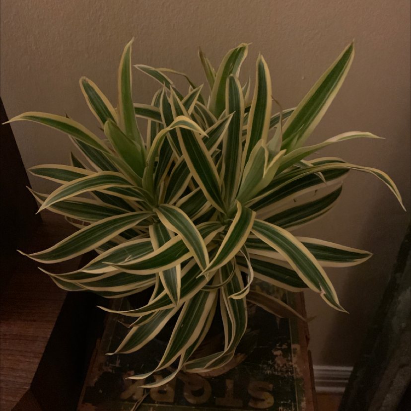 How to Prune Song of India