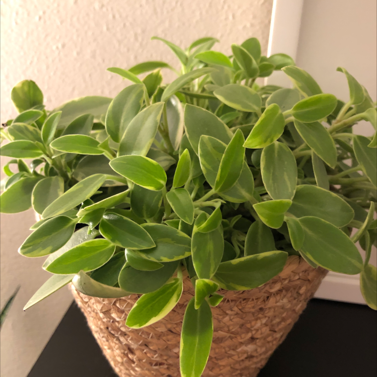 Symbolism and Benefits of the Teardrop Peperomia