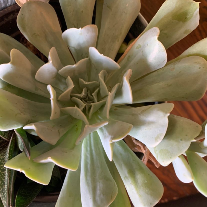 What To Do About Bugs on My Hens and Chicks? 🐛