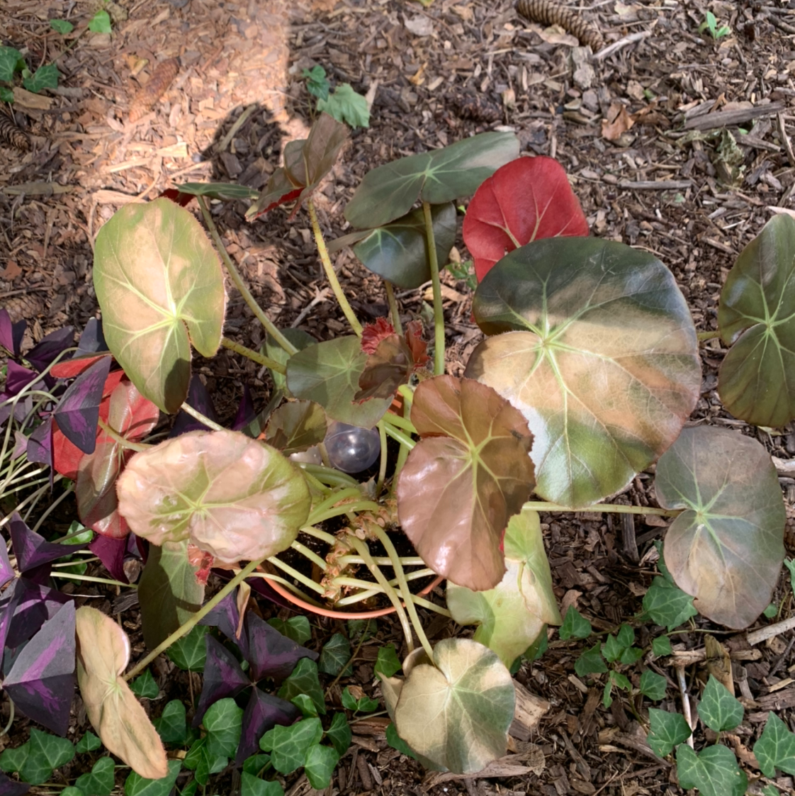 Why Are There Brown Spots On My Clubed Begonia?