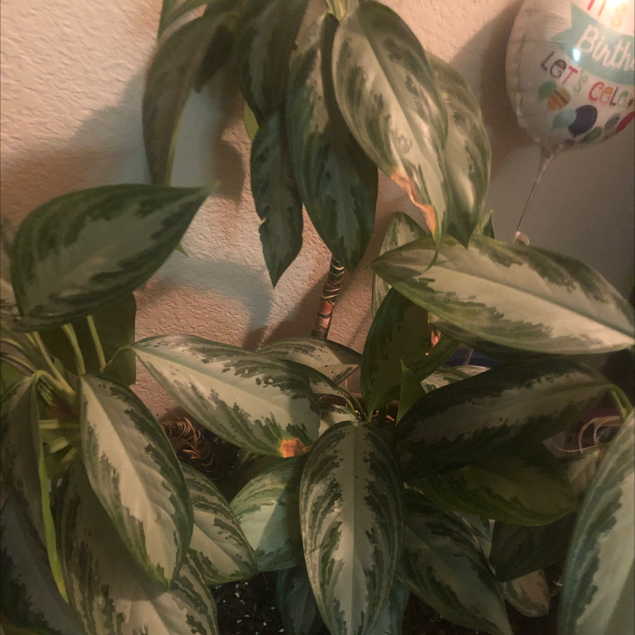How To Prune Chinese Evergreen