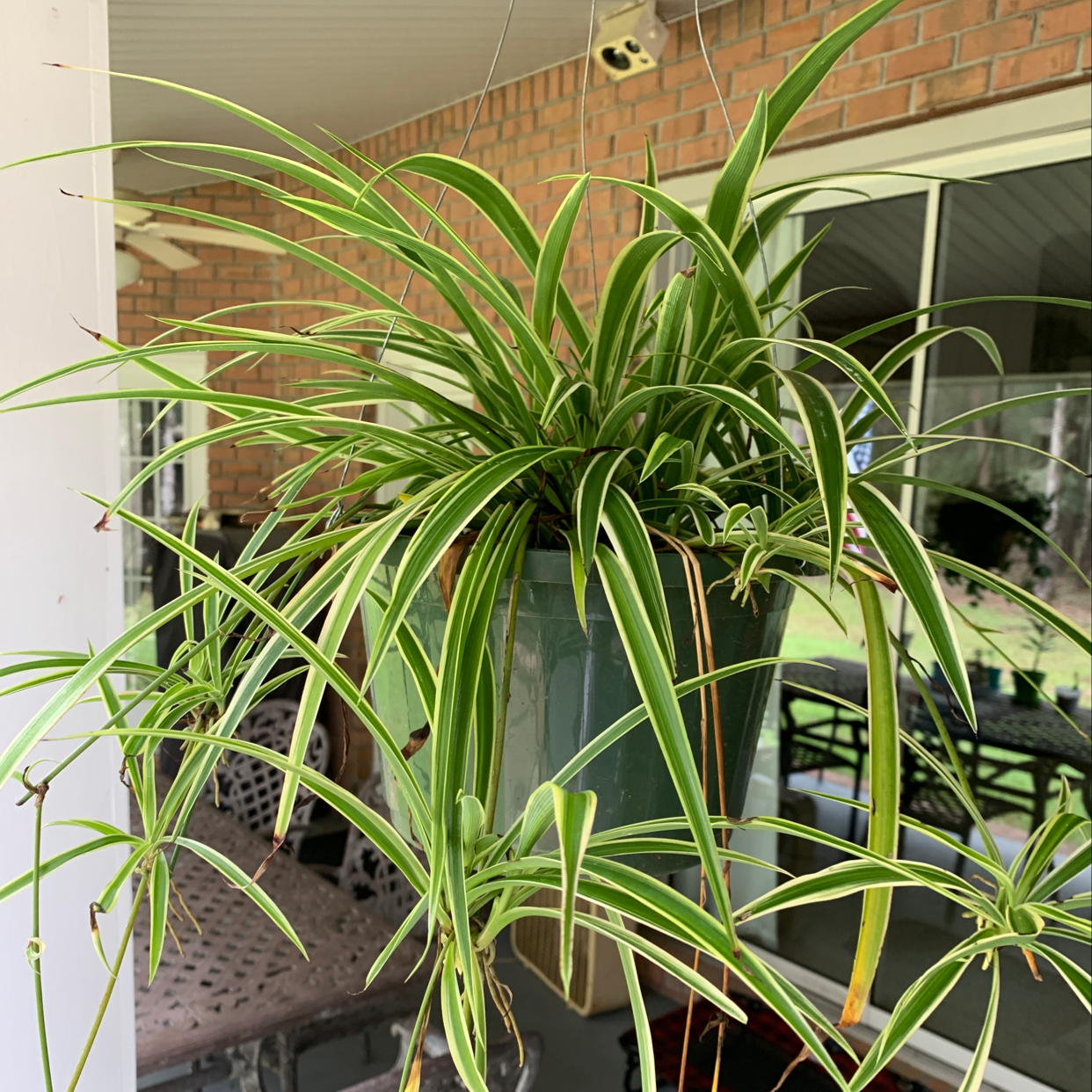 🕷 Why Are There Black Spots on My Spider Plant Leaves?