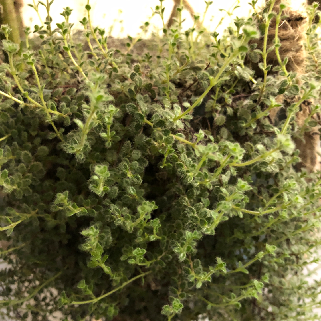 The Complete Yuma Sandmat Plant Care Guide: Water, Light & Beyond