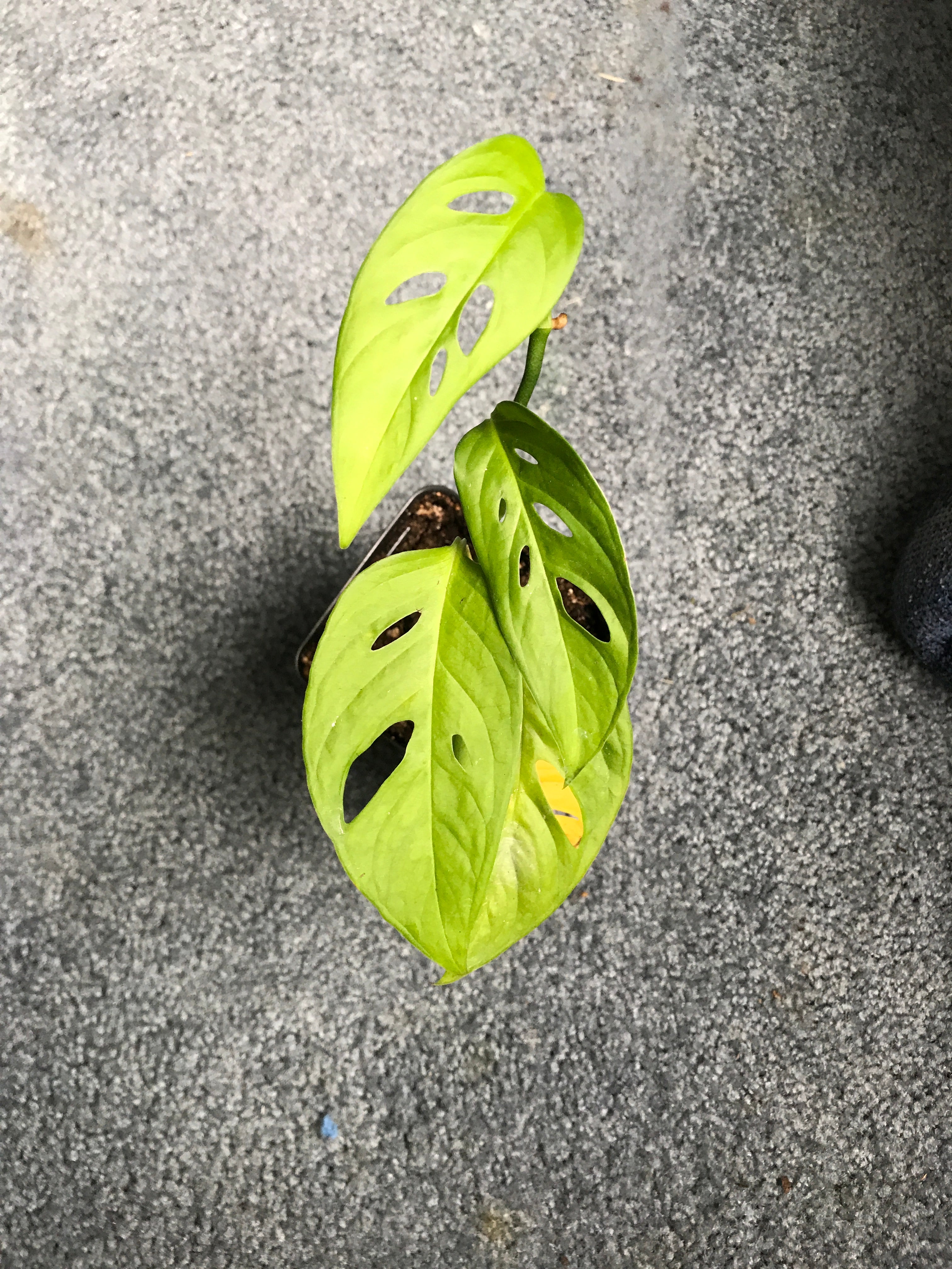 Propagating Your Window Leaf: Step-by-Step Guide