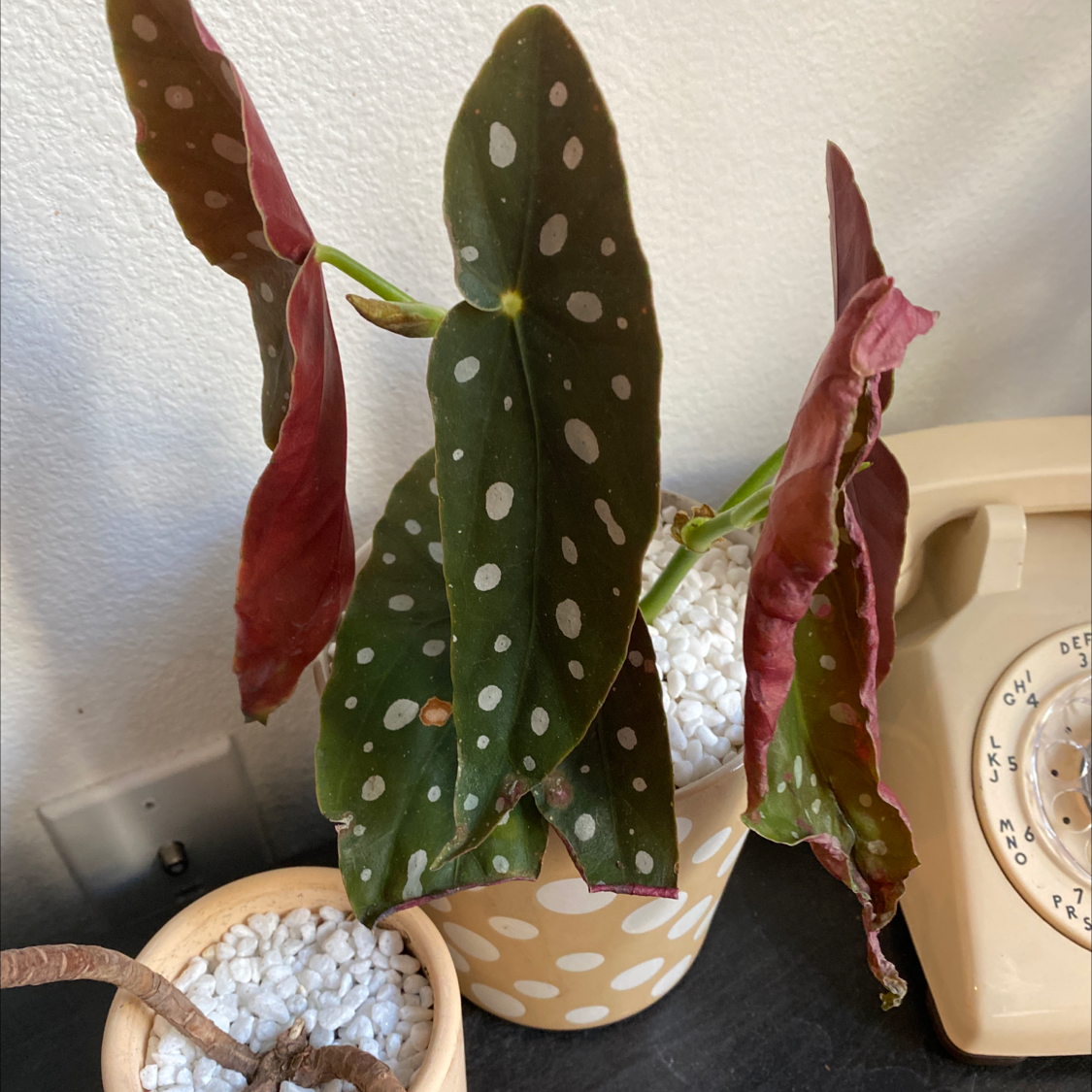 Why Is My Polka Dot Begonia Dropping Leaves?