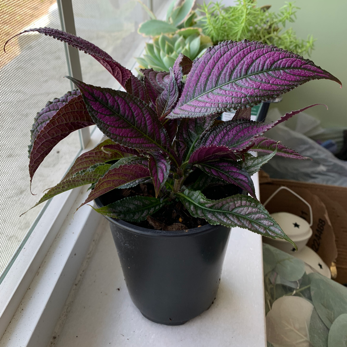 10 Advantages of Having a Persian Shield