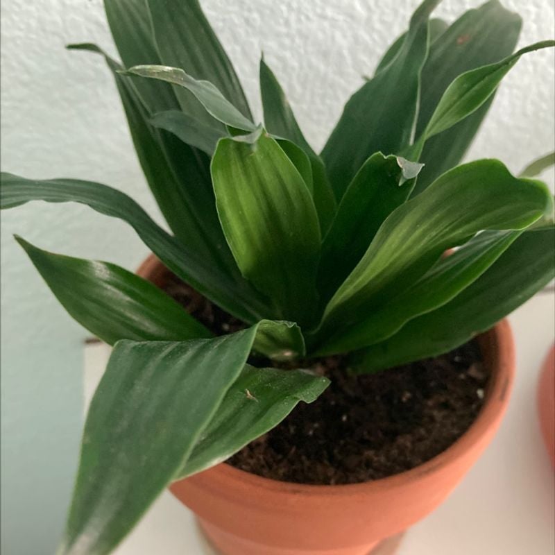 Dracaena 'Janet Craig Compacta' Leaves Falling Over