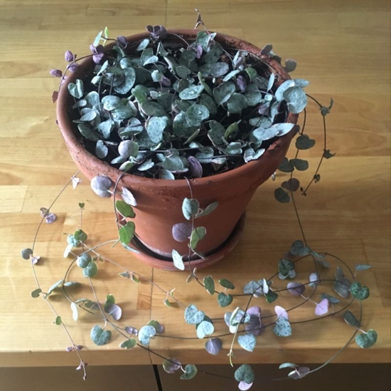 How to Fertilize Your Chain of Hearts