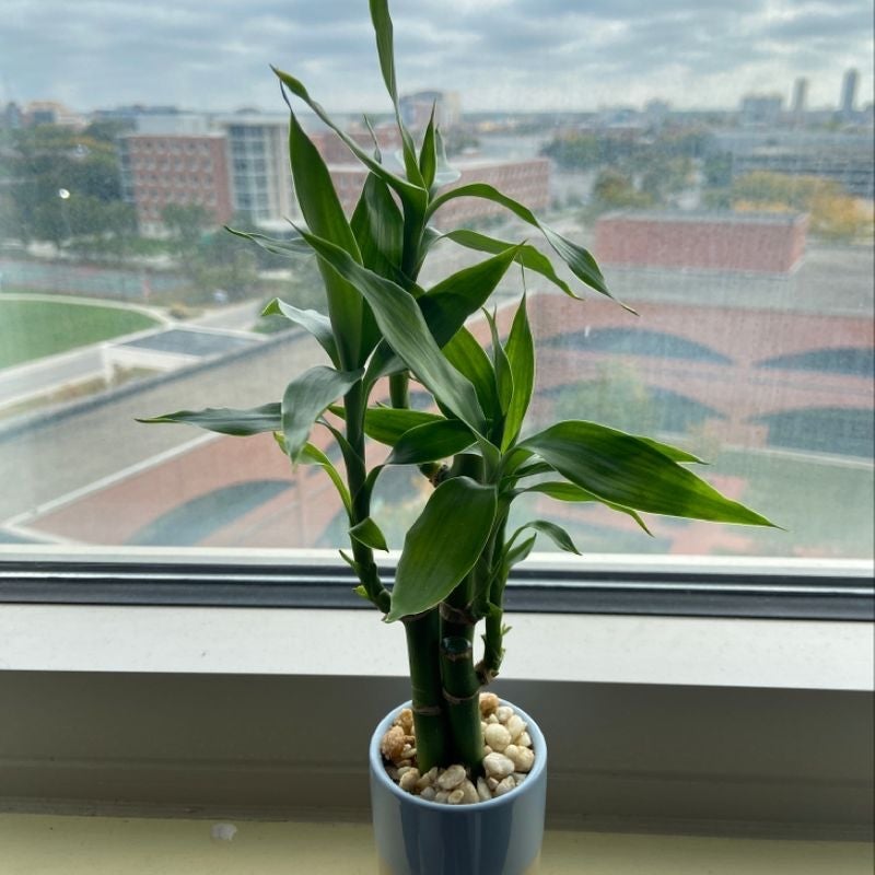 🎍 Lucky Bamboo Root Rot Solutions