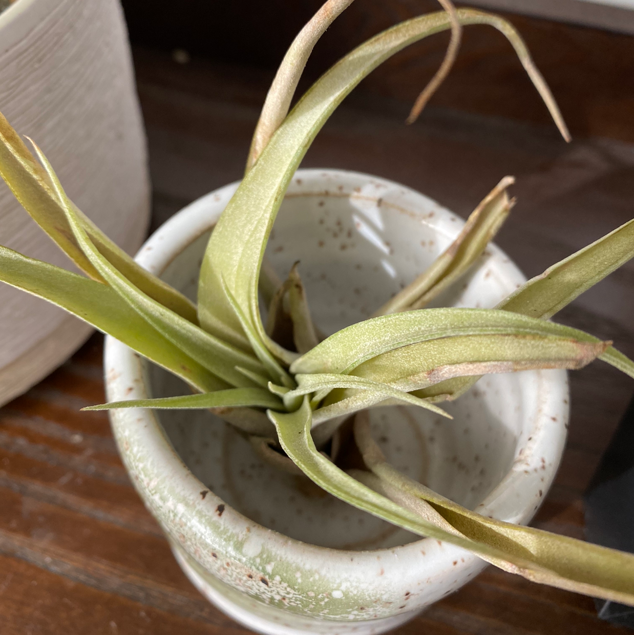 What Are The Bugs on My Medusa Head Air Plant? 🐛