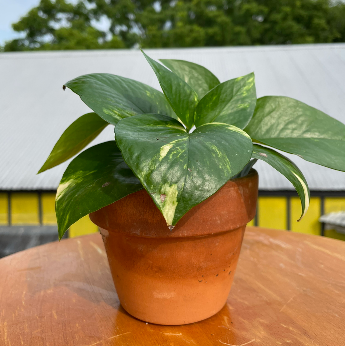 Choosing Fertilize For Your 🏆 Golden Pothos