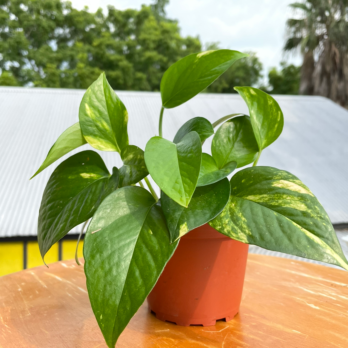 🦎 Why Are My Lizard Queen Pothos Leaves Falling Over?