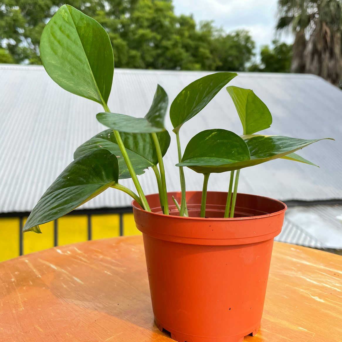 Best Soil Mix for Golden Pothos 🪴