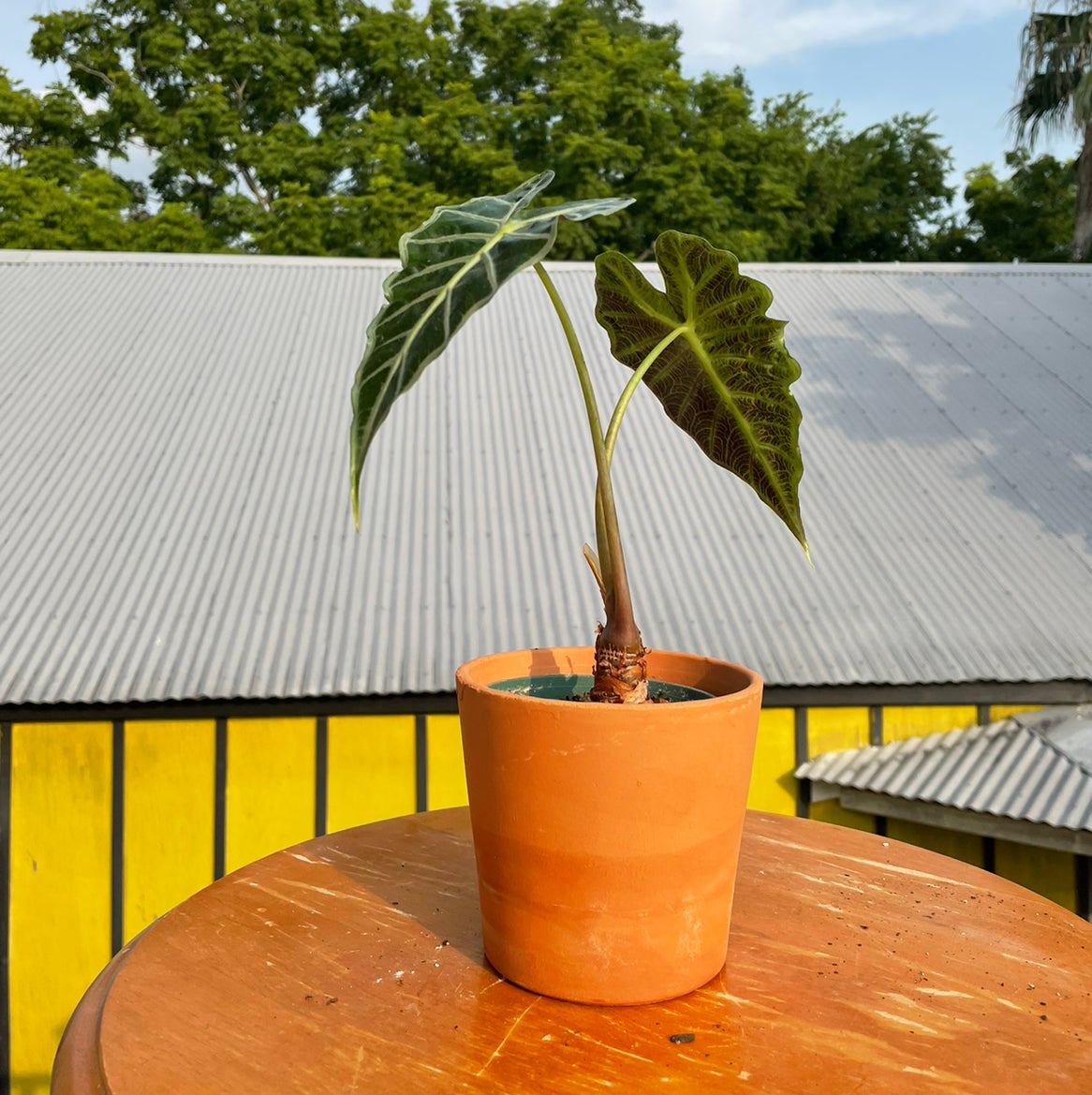 Alocasia Polly Plant - Fertilizing 101