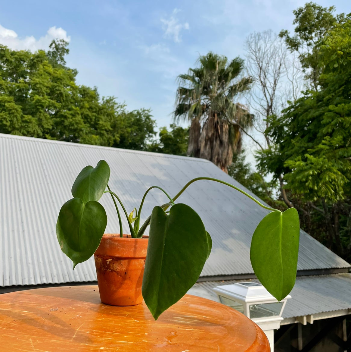 What To Do About The Bugs On My Monstera? 🐛