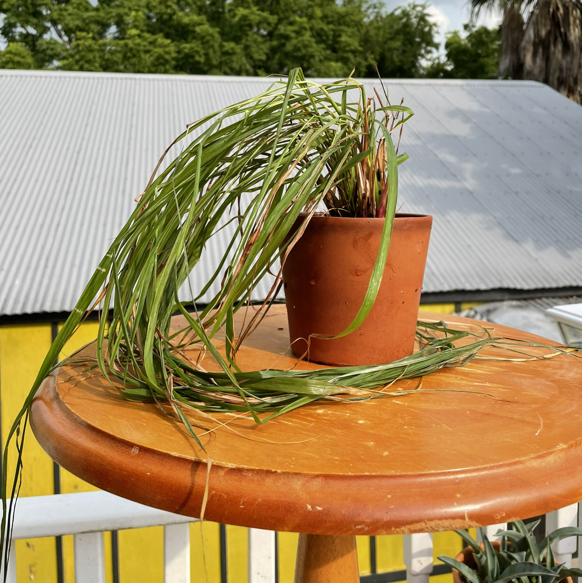 🍋 Why Is My Lemon Grass Not Doing Well?
