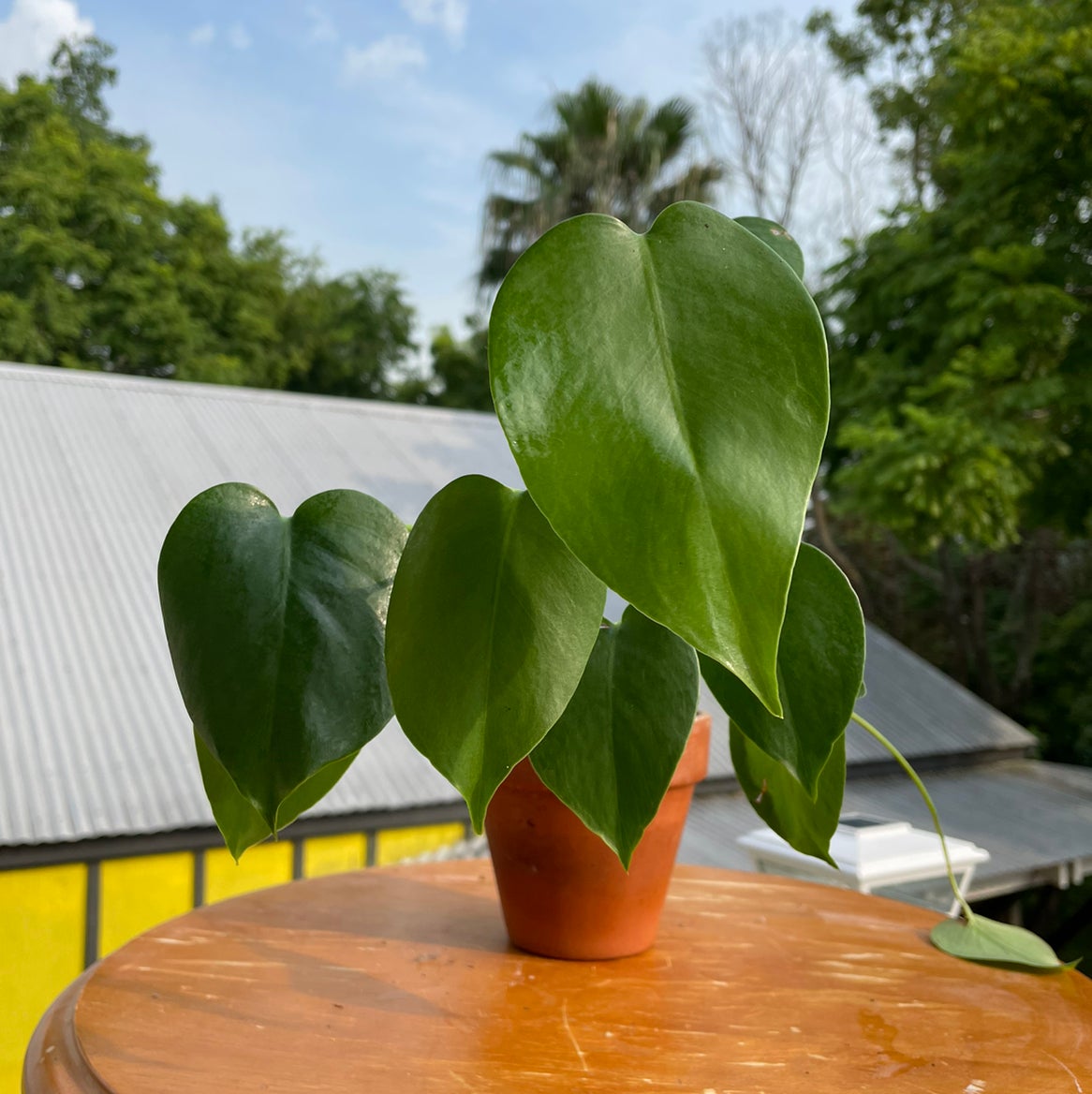 🌡 What Temperature Should My Monstera Be Kept At?