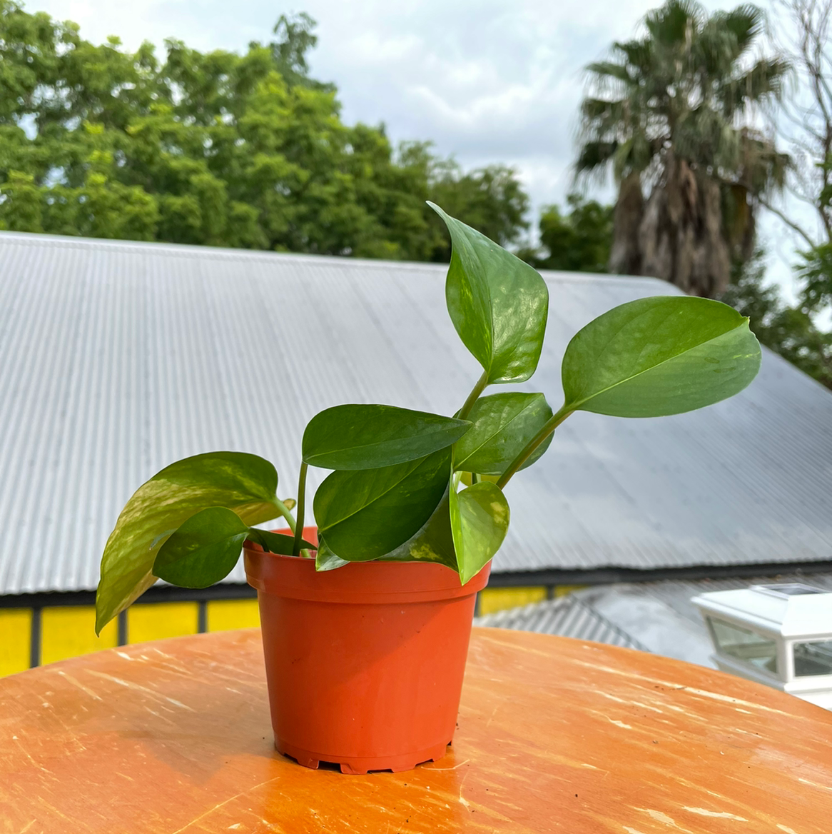 Propagating Lizard Queen Pothos: Step-by-Step Guide