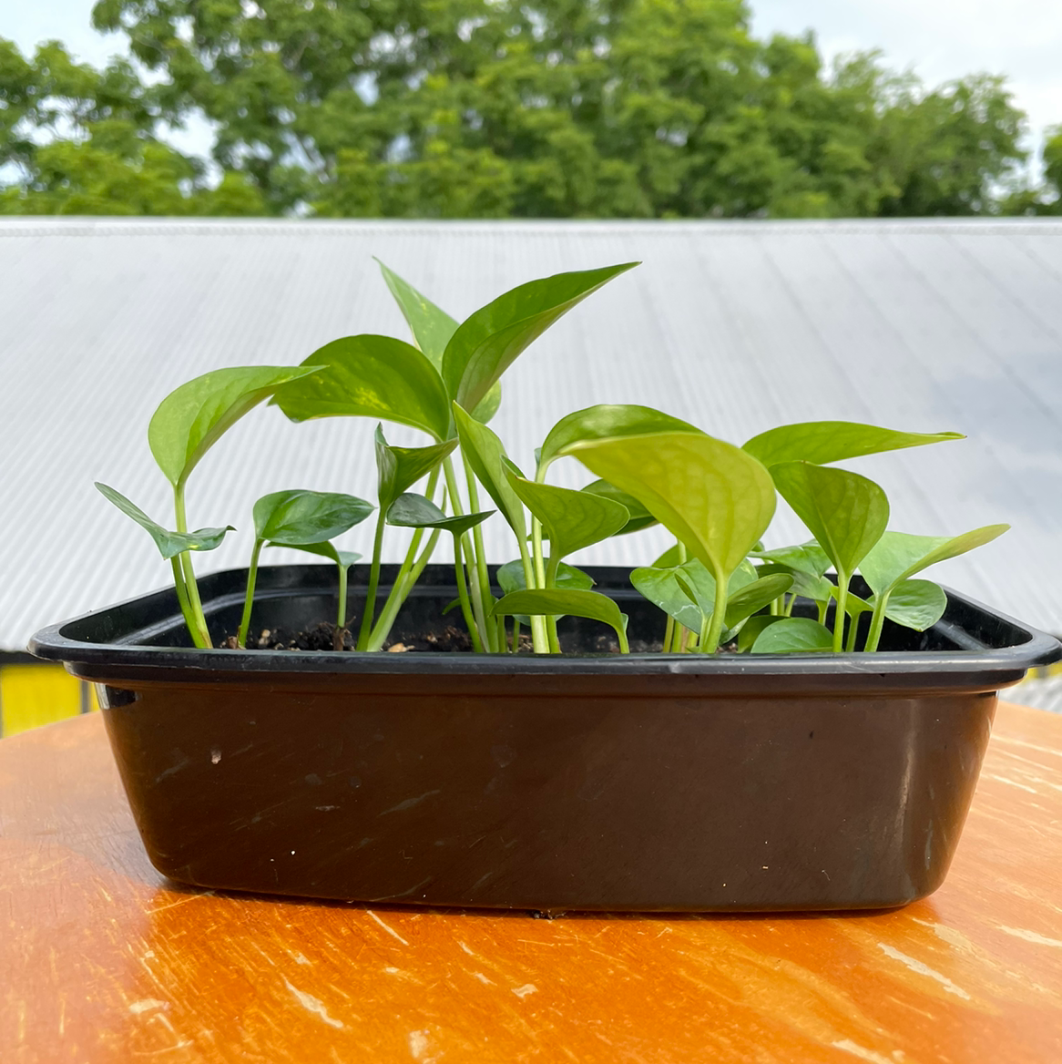 🌞 Light Requirements For Your Golden Pothos