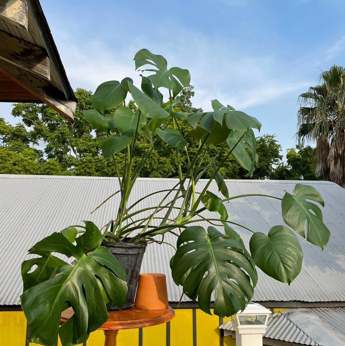 How to Care for Degroot Spire: Mastering Water, Sunlight & More