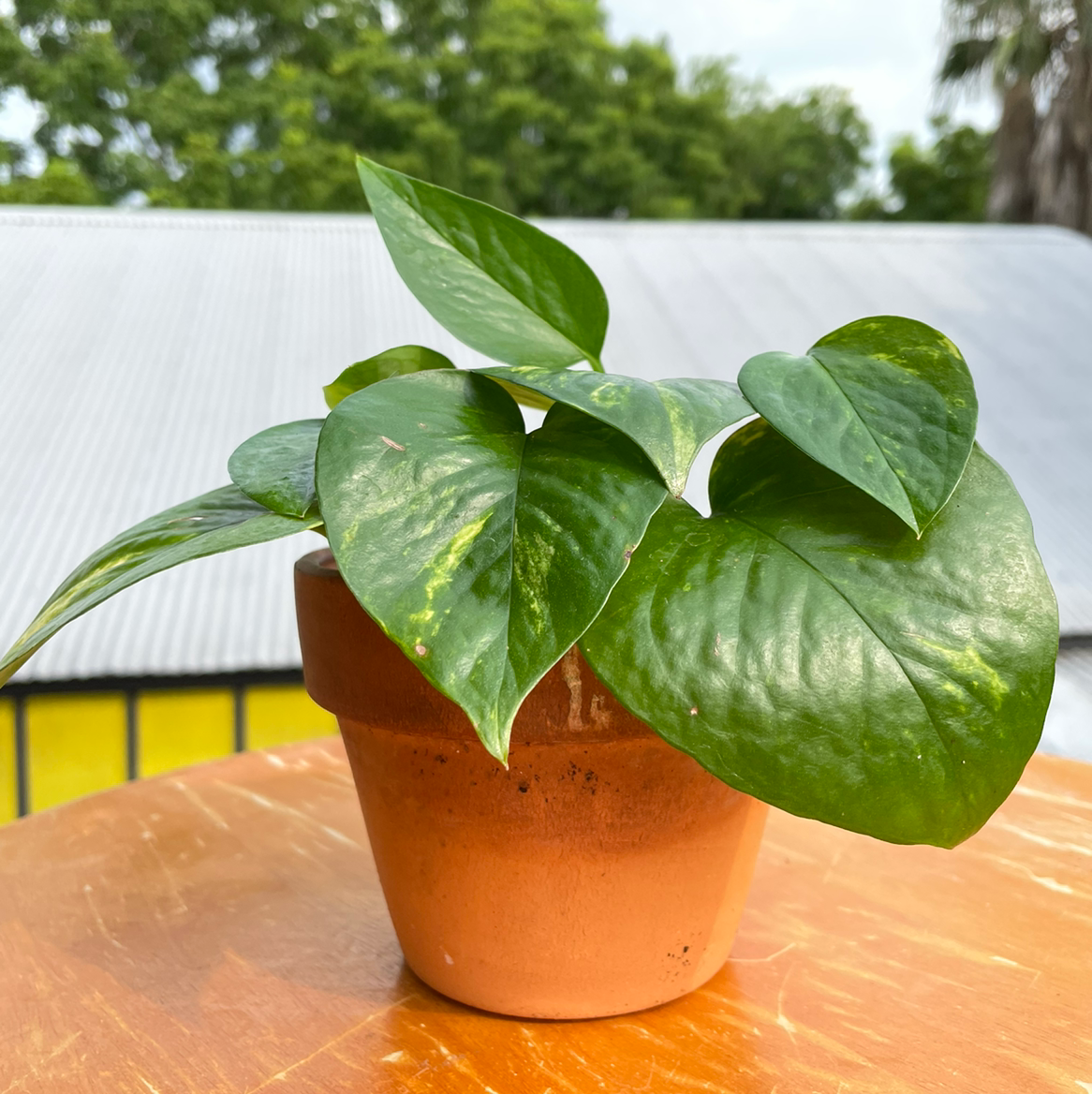 🦎 Why Are My Lizard Queen Pothos Leaves Droopy?