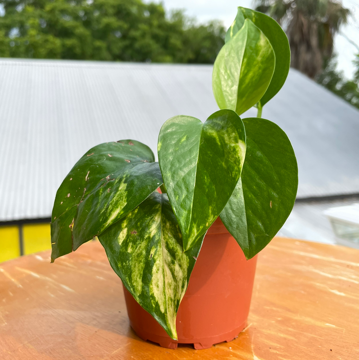 Why Are There Black Spots on My Lizard Queen Pothos Leaves?
