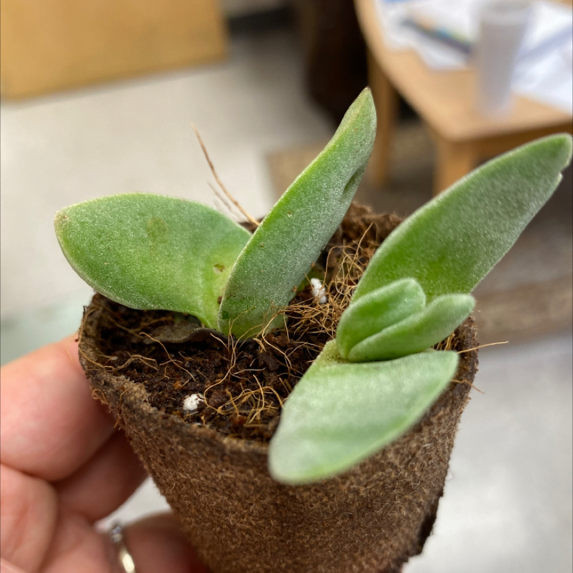 ️ Why Are There Brown Spots on My Propeller Plant?