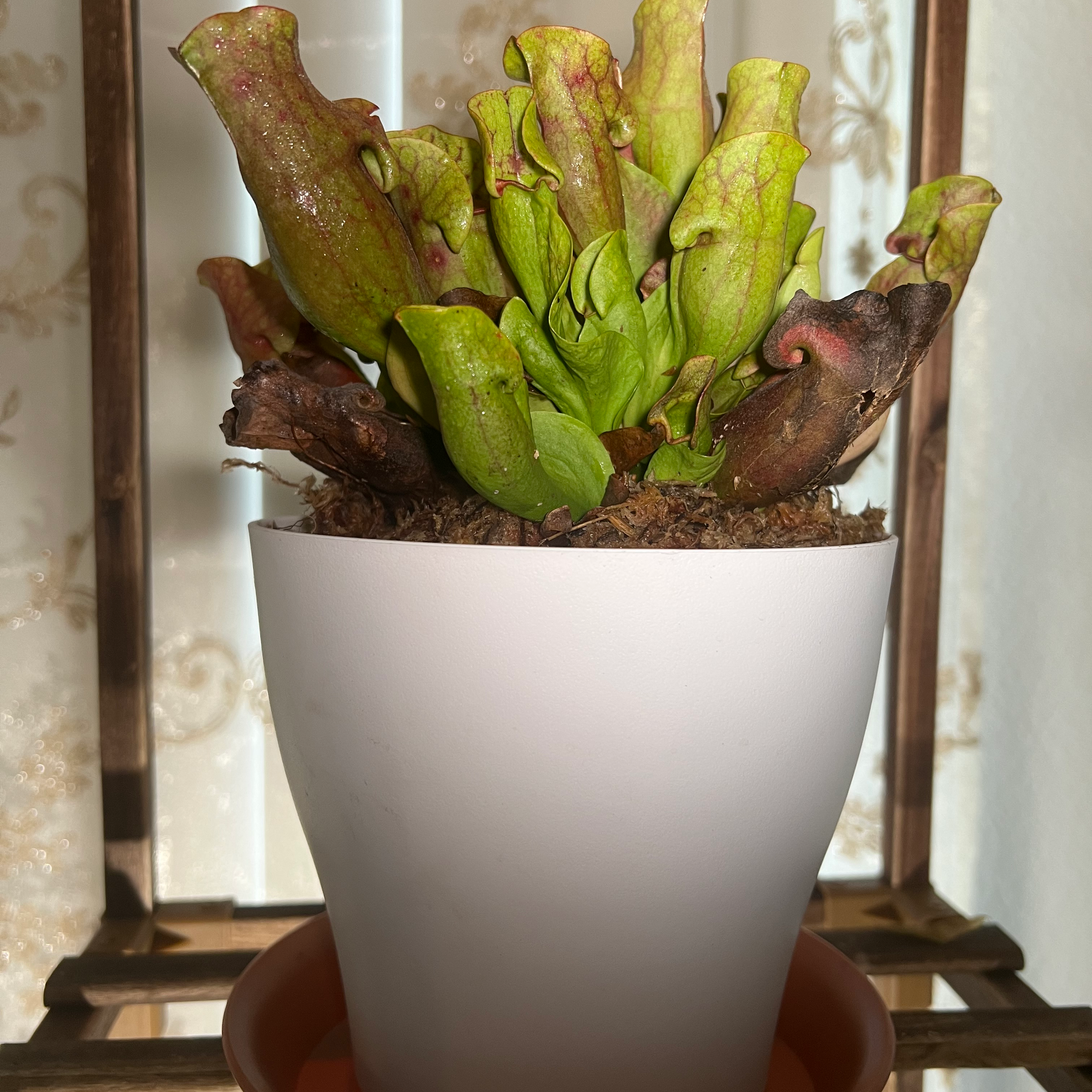 Why Are My Purple Pitcher Plant Leaves Curling? 🪰