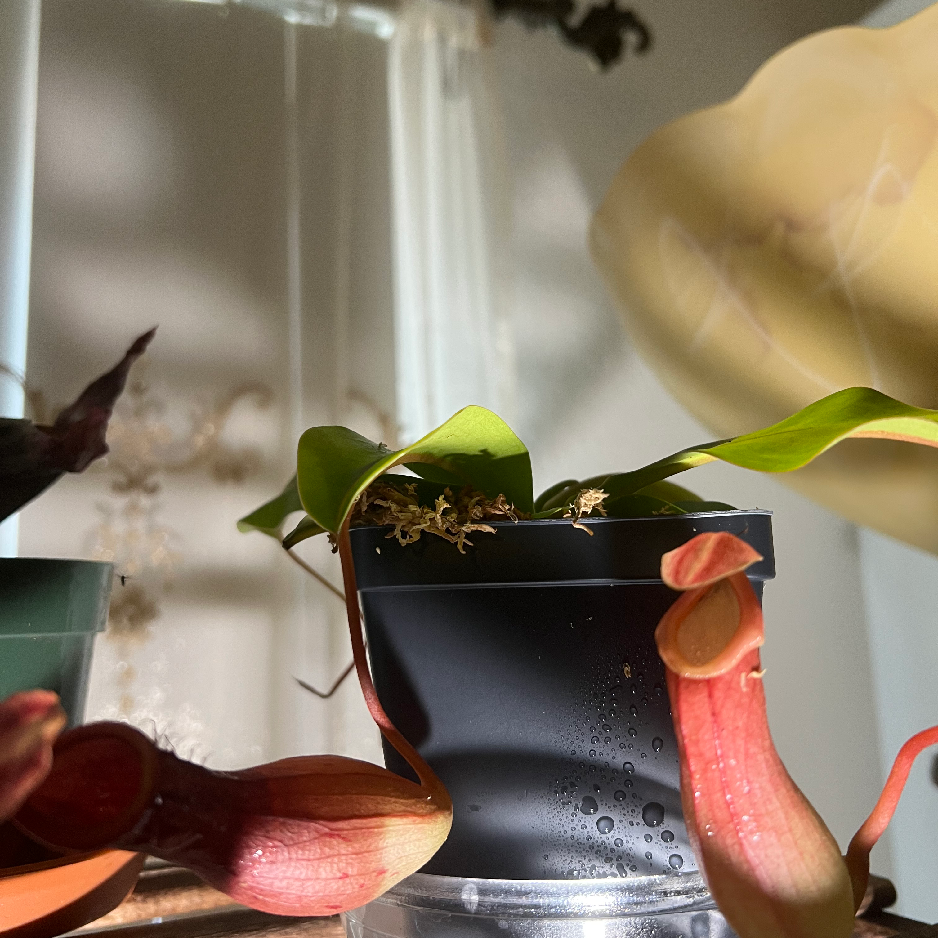 ️ When And Where Should I Trim My Tropical Pitcher Plant?