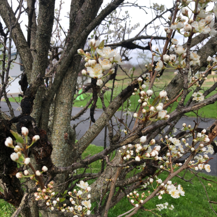 🍑 How Can You Tell If A Plum Tree Is Dying?