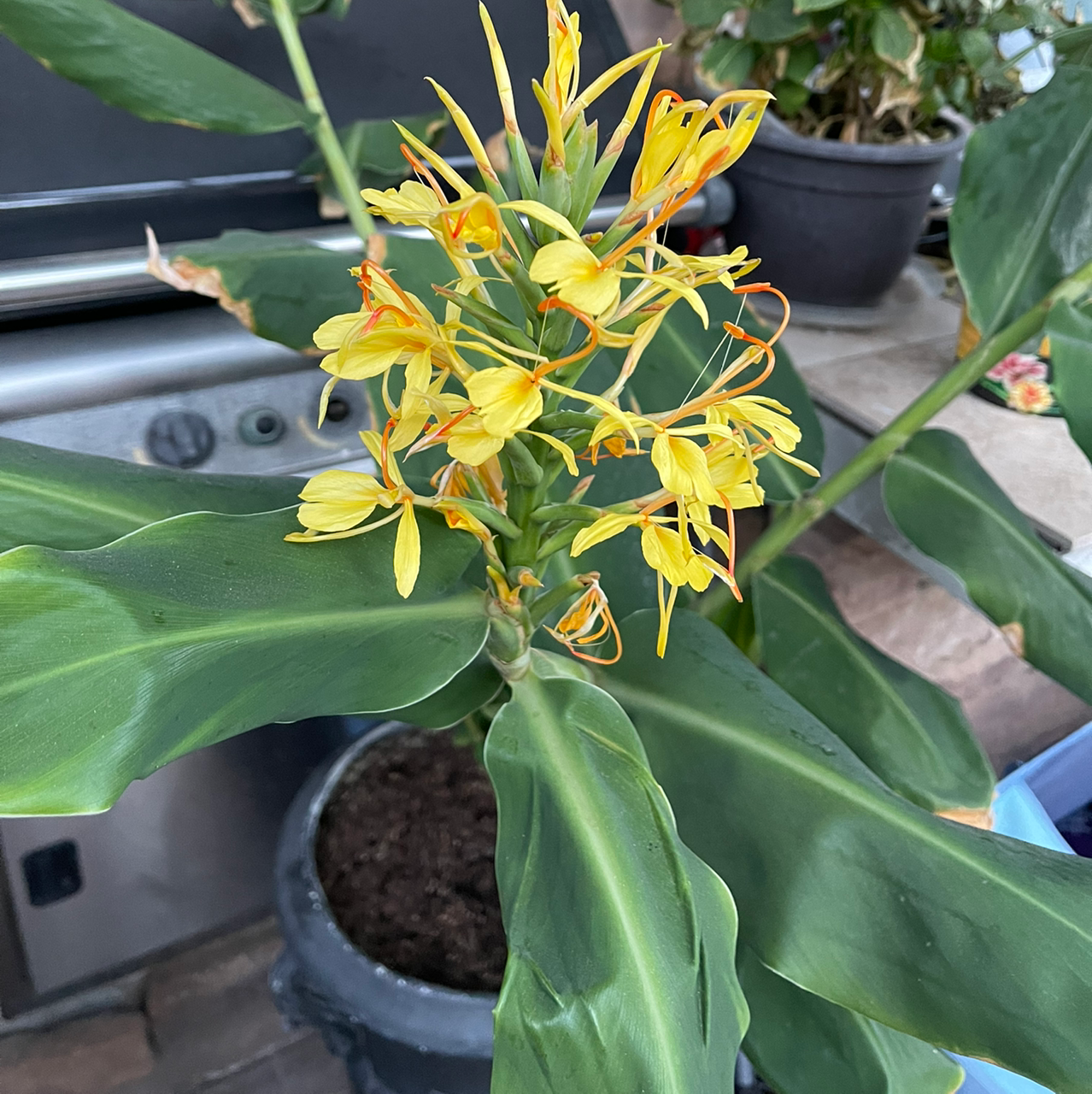 Symbolism and Benefits of the Kahili Ginger