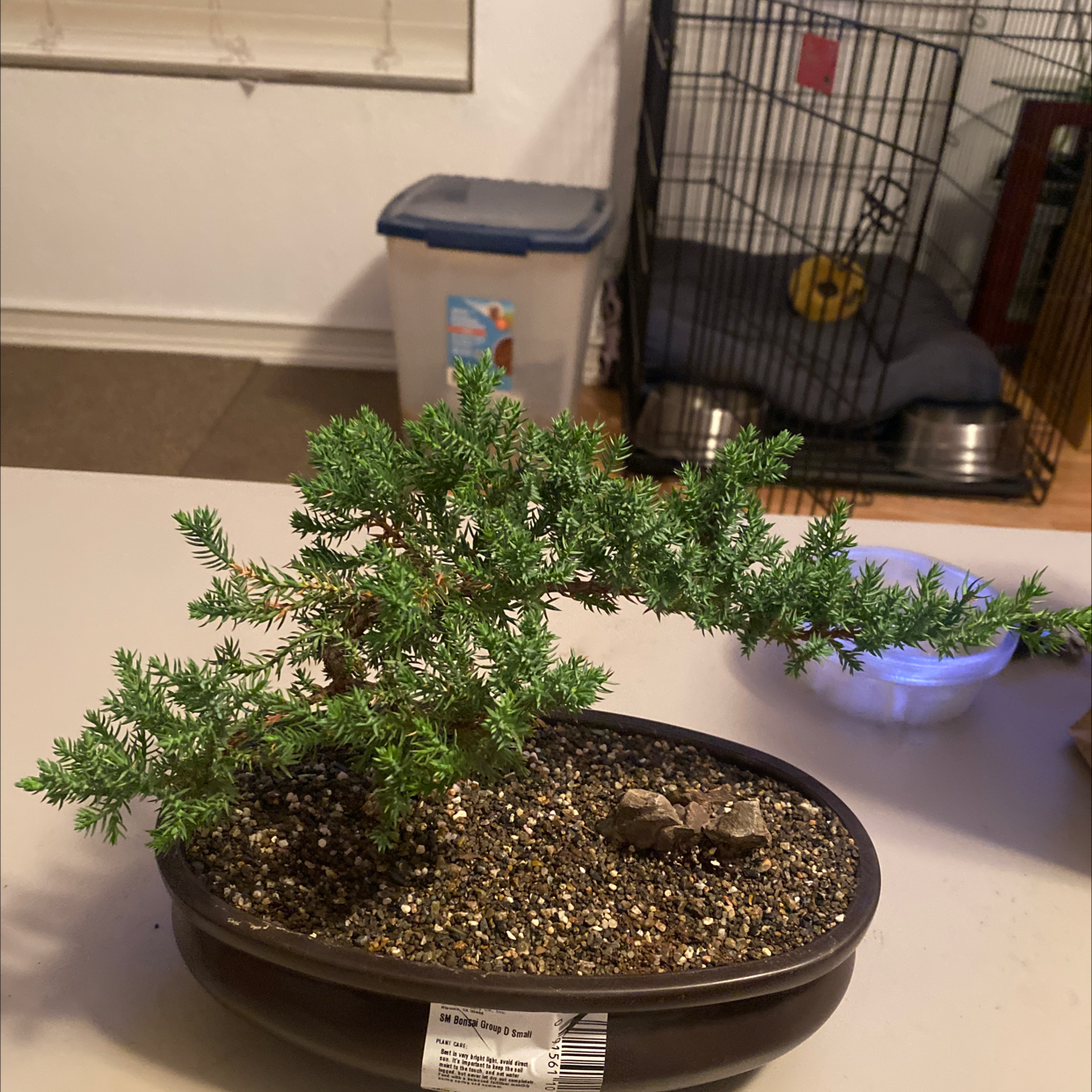 🐛 What To Do About Bugs on My Creeping Juniper?