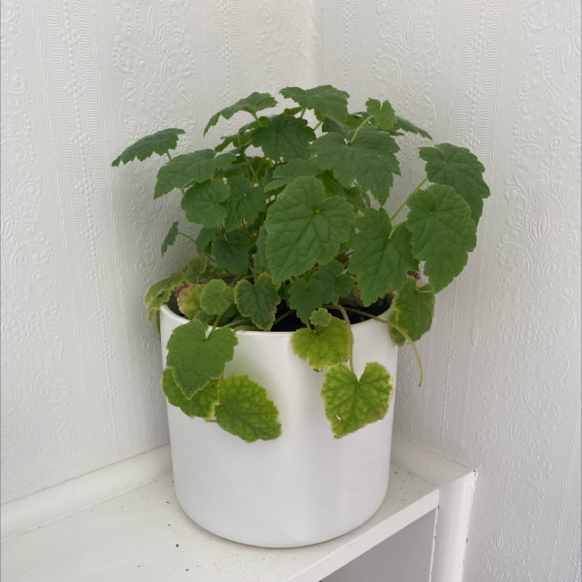 How Do I Propagate My Piggyback Plant?