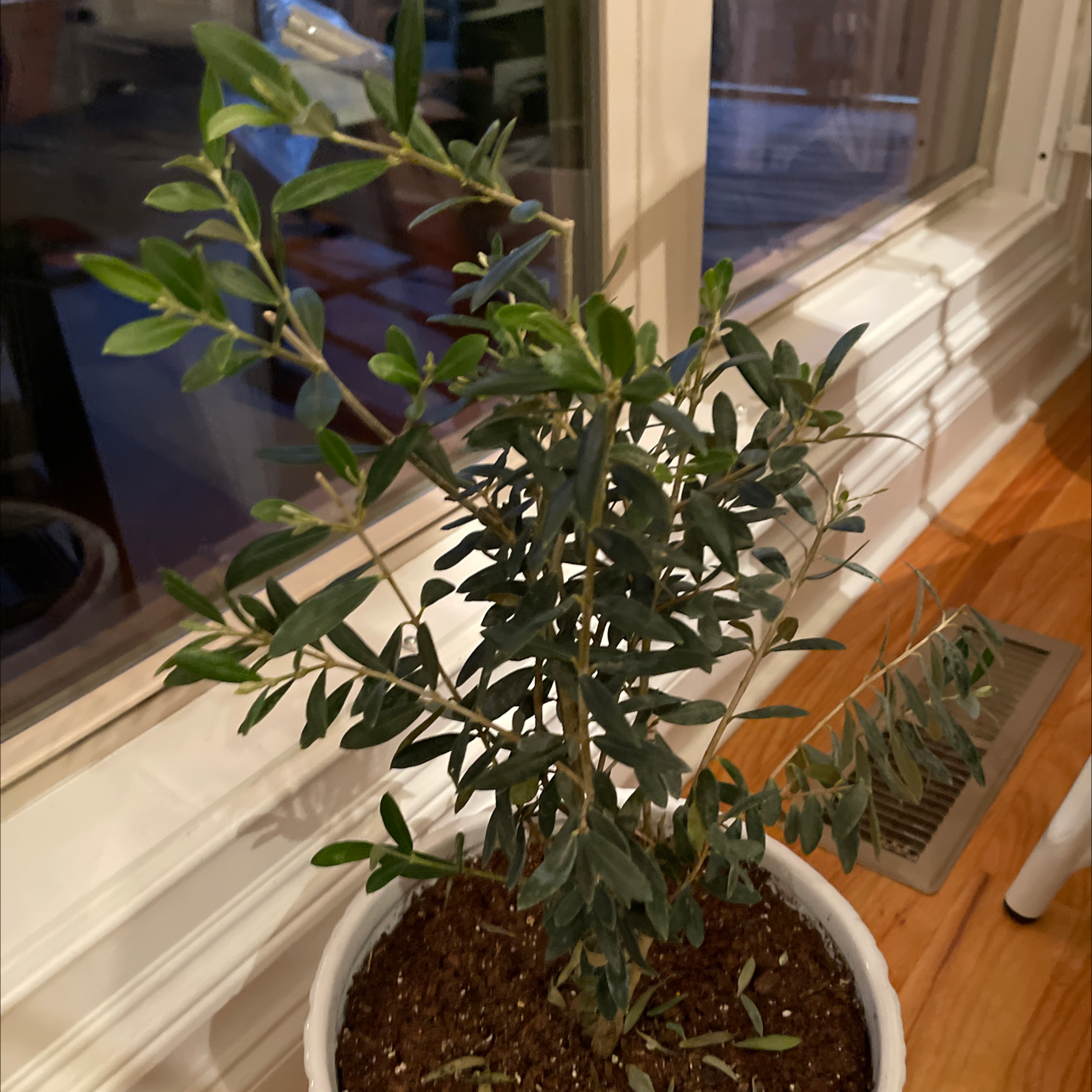 🐛 What To Do About Bugs on My Olive Tree?