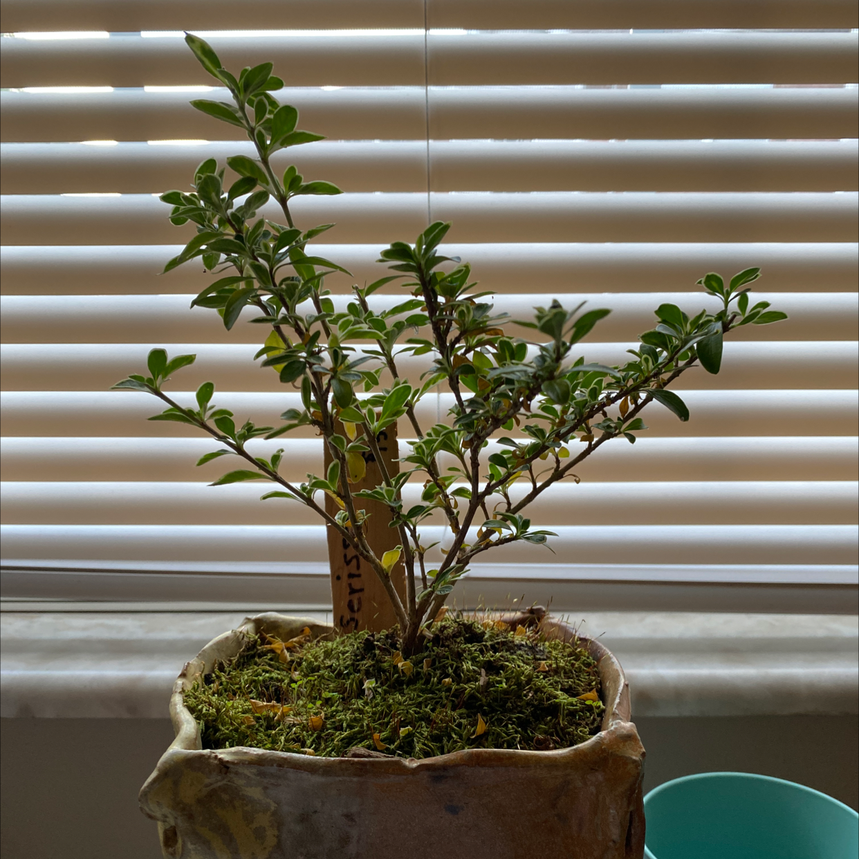 Why Are My Snowrose Leaves Dropping?