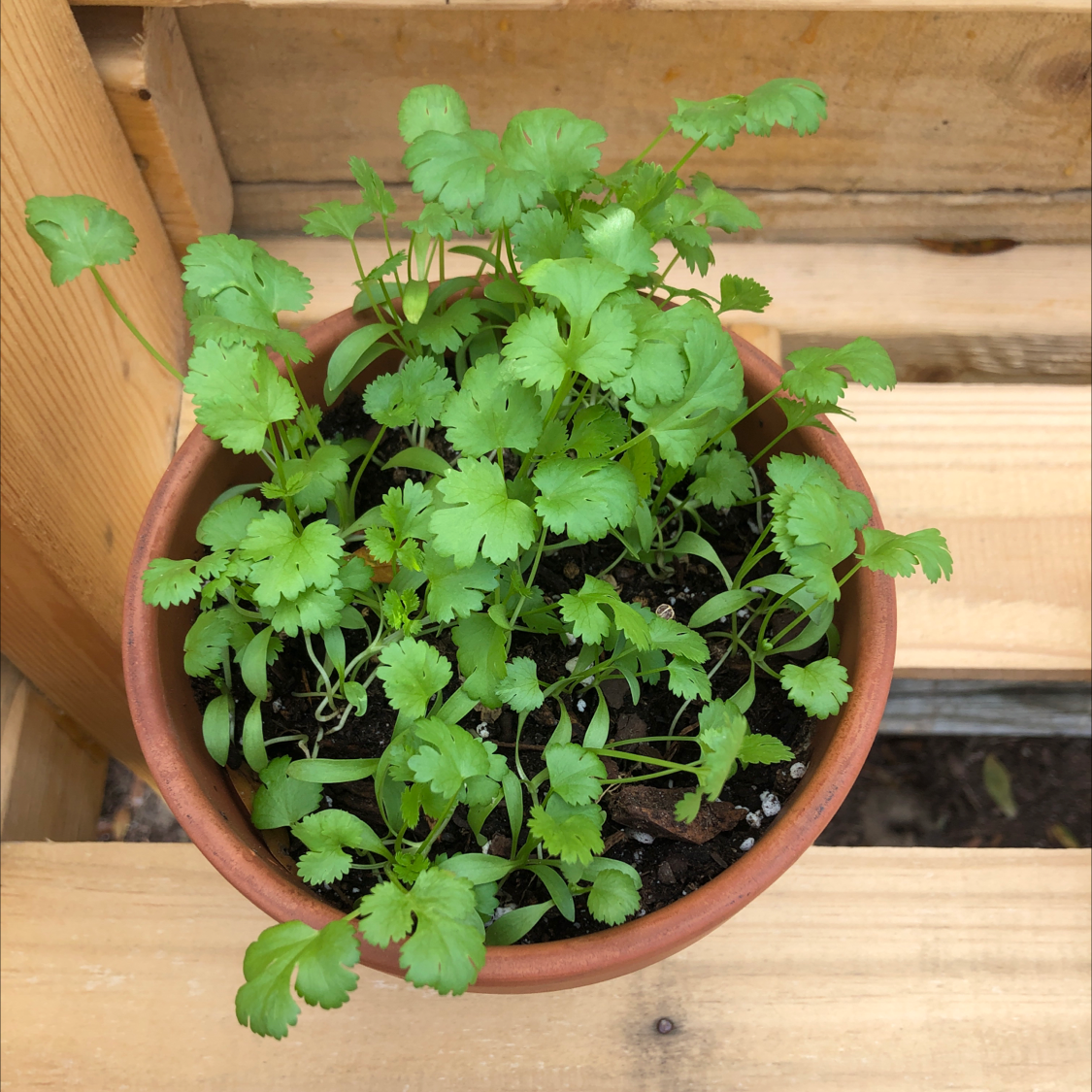 Propagating Your Coriander: Step-by-Step Guide