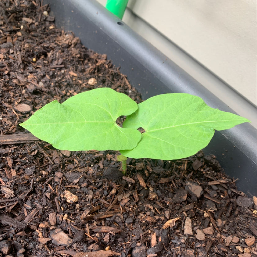 What Does It Mean When Common Bean Blooms?