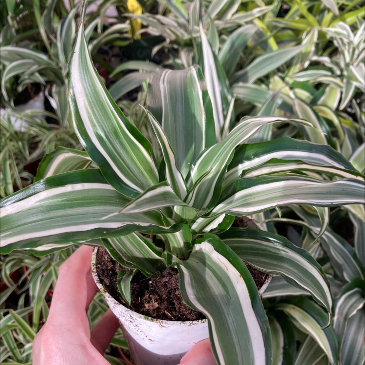 Best Soil for Dracaena "Warneckii"