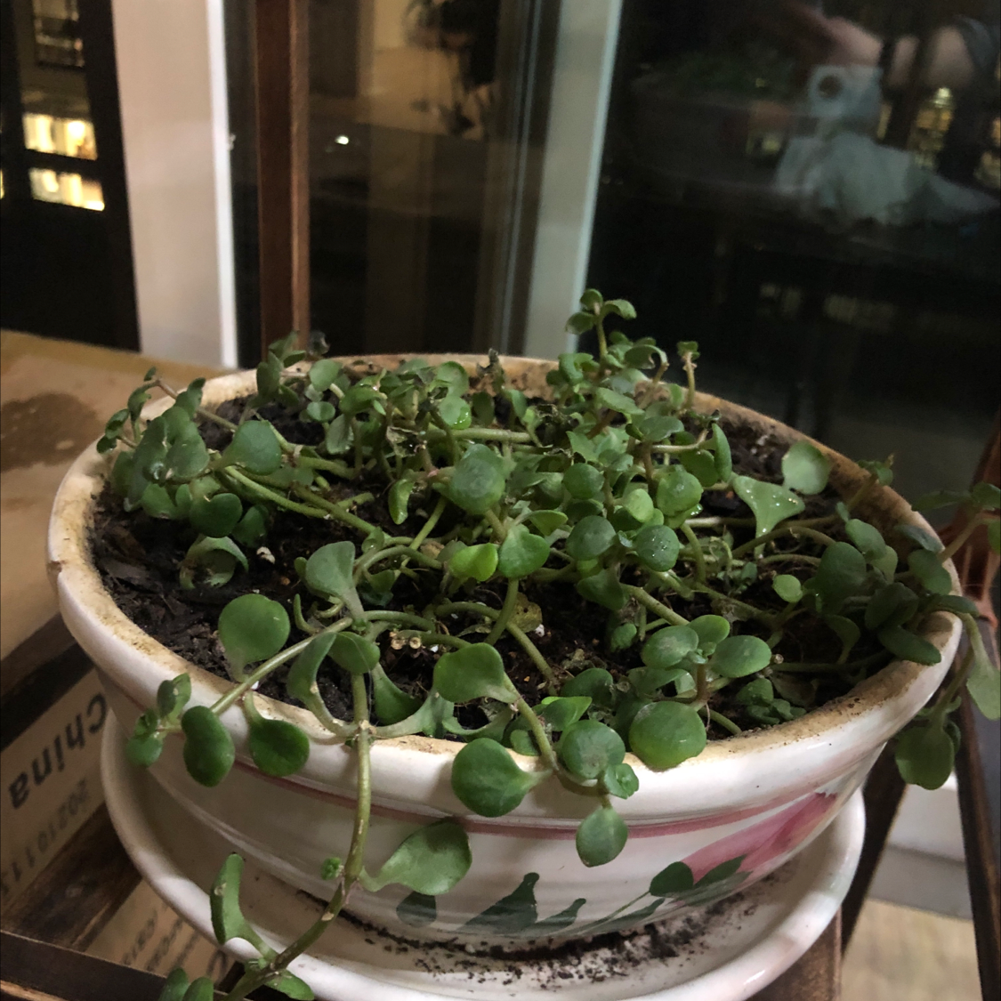 Should I Repot My Trailing Jade?