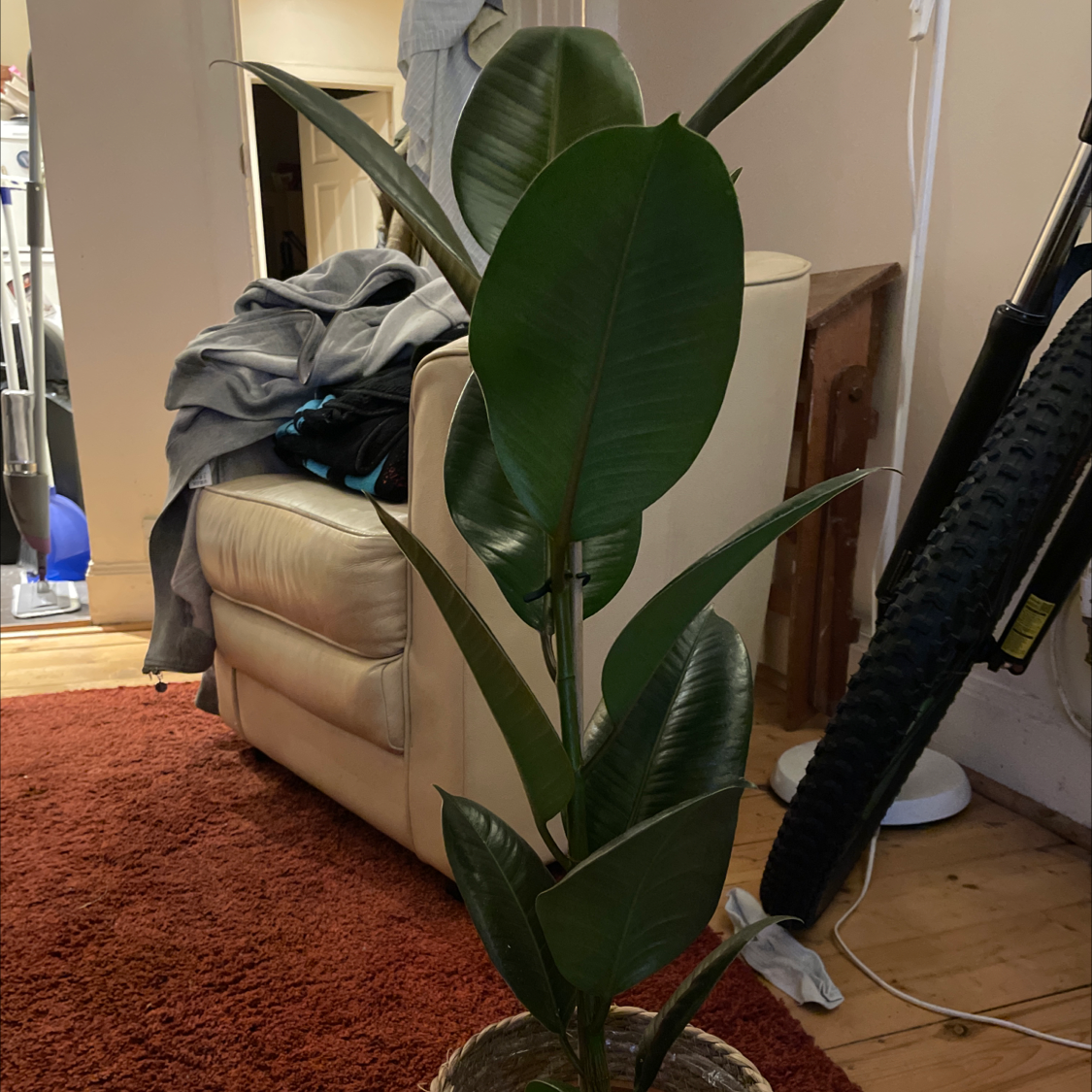 💧 Why Are My Ficus Robusta Leaves Mushy?