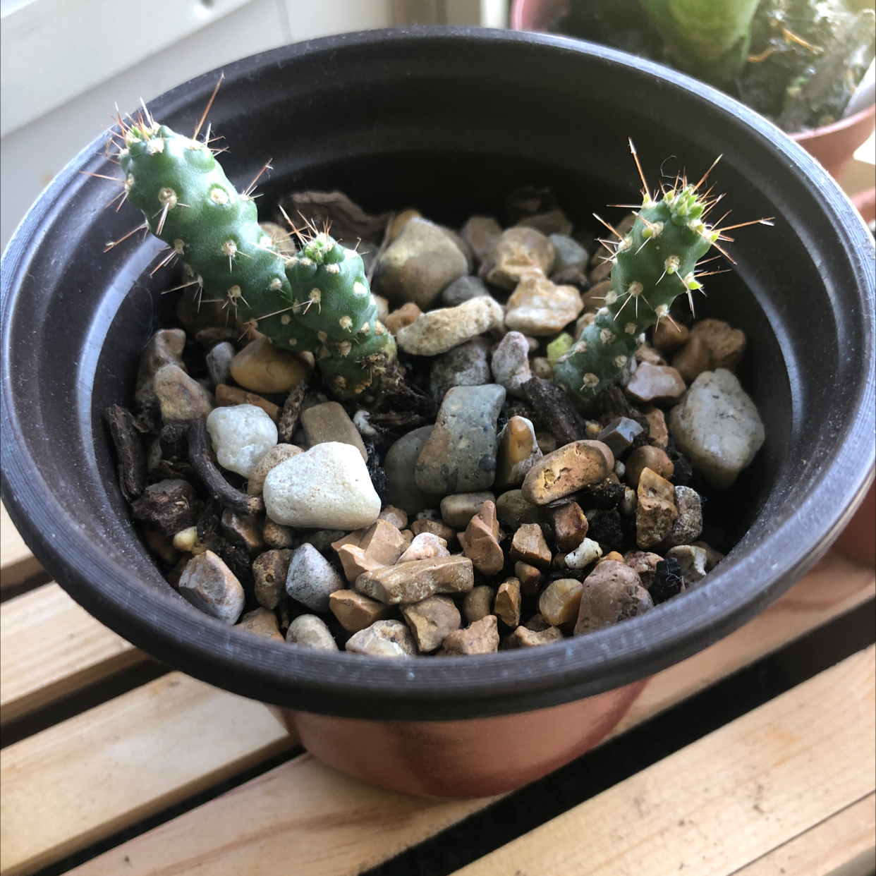 🌵 Propagating Brittle Prickly Pear: The Ultimate Guide