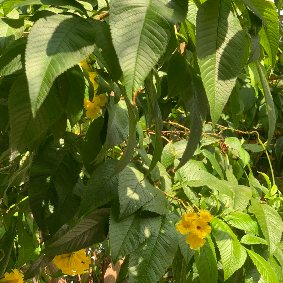 🔔 What Do Yellow Bells Flowers Mean?