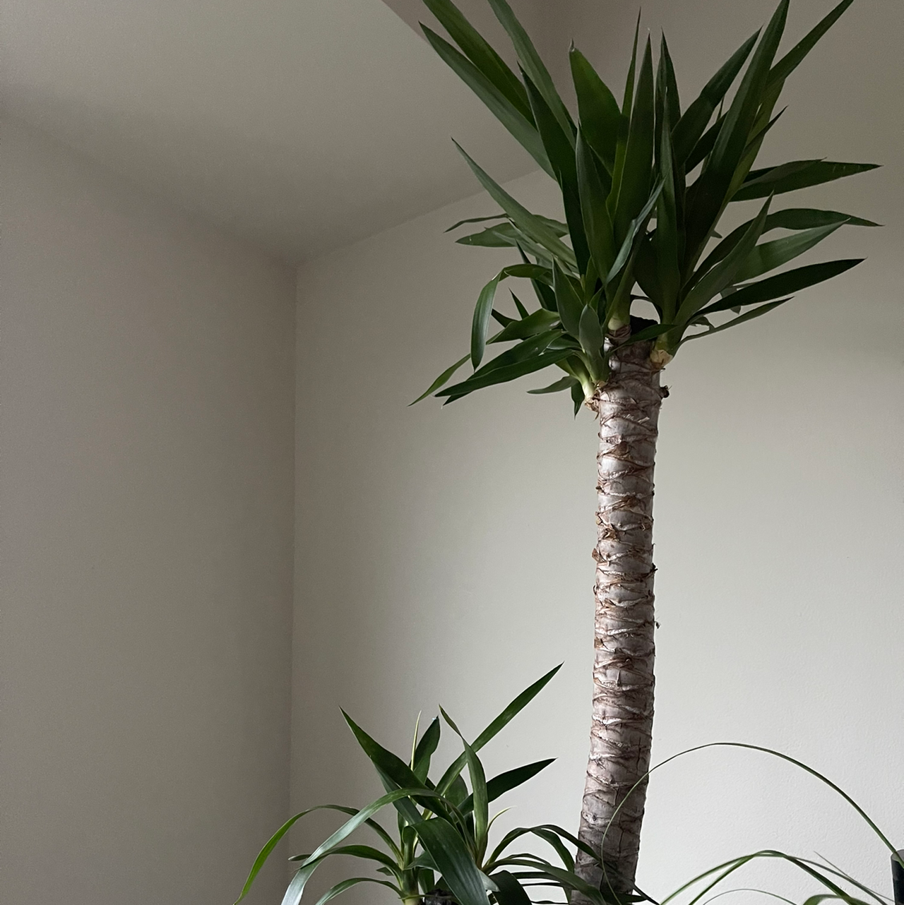 Blue-Stem Yucca Plant Care: Water, Light, Nutrients | Greg App 🌱