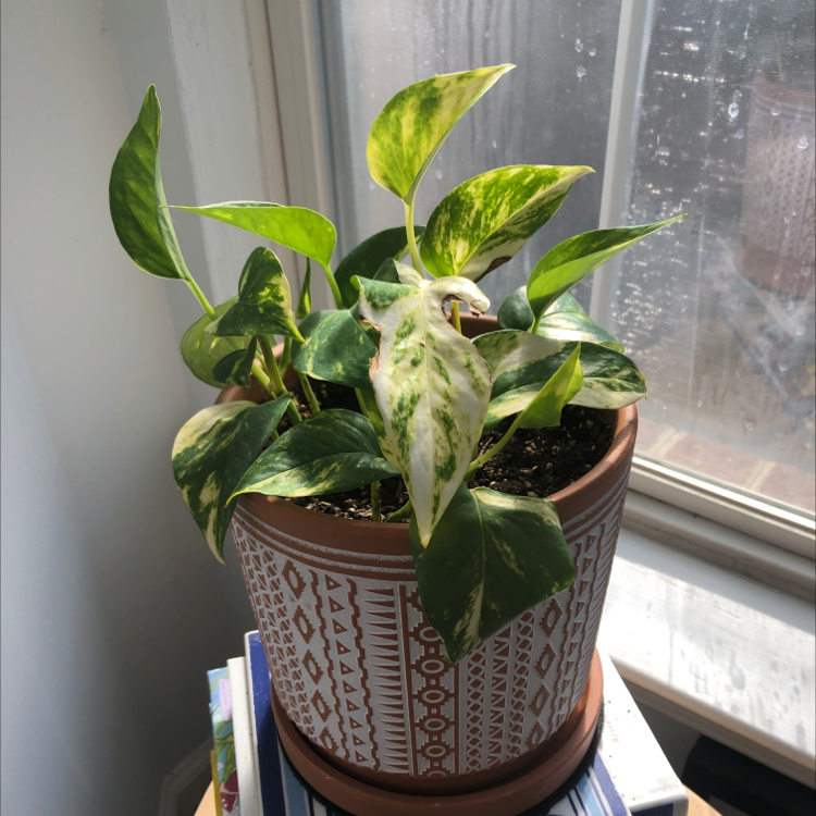 Goldie Hawn | A plant by @cyndivb on Greg