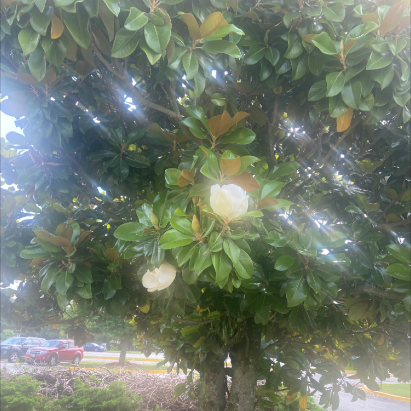 🐛 What To Do About Bugs on My Southern Magnolia?