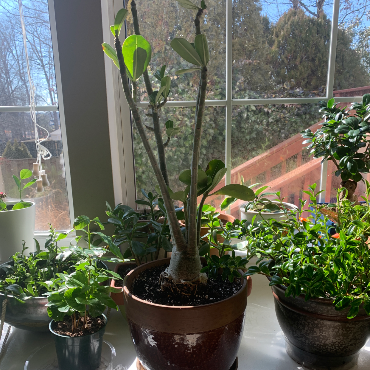 Propagating Your Desert Rose Plant: Step-by-step Guide